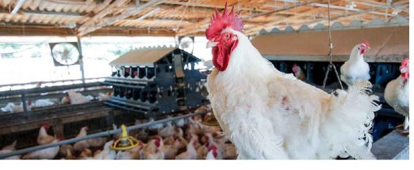 Importance Of Animal Husbandry In Nigeria Nigerian Finder importance-of-animal-husbandry-in-nigeria-nigerian-finder